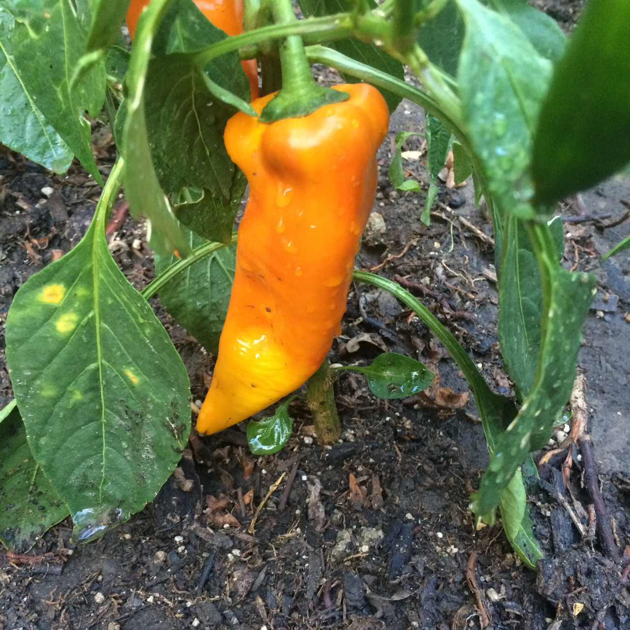 Golden Marconi Pepper Live Plant | Tyler Farms