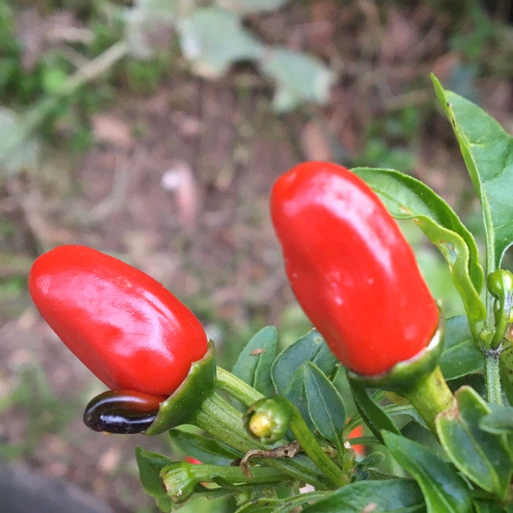Grande Pequin Pepper Live Plant | Tyler Farms