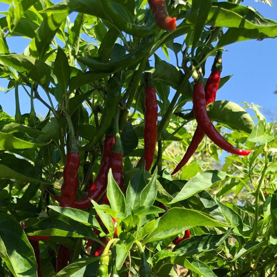 Red Cayenne Pepper Live Plant | Tyler Farms