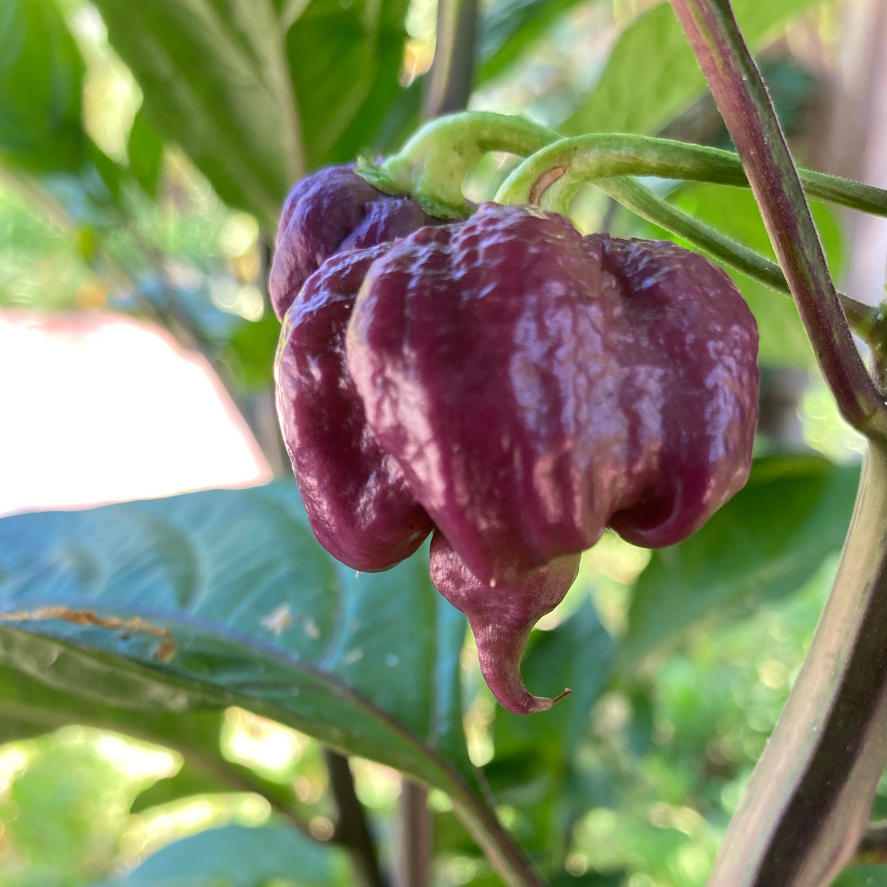 Purple Death Pepper Seeds | Tyler Farms