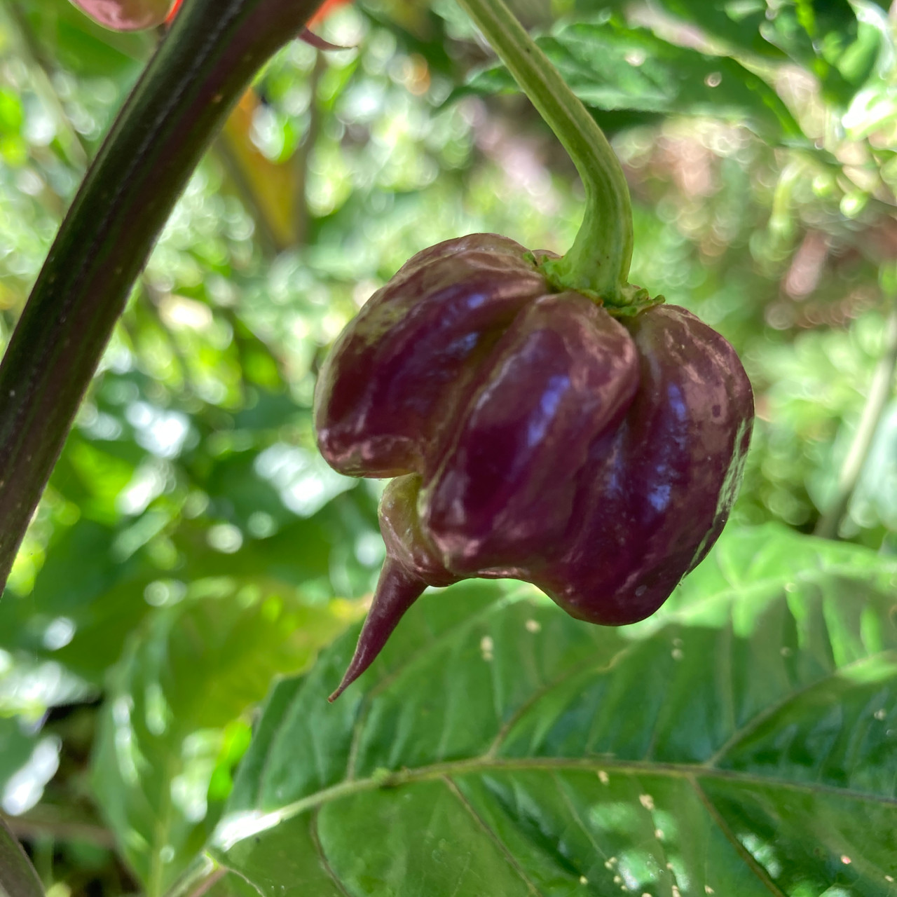 Purple Death Pepper Seeds | Tyler Farms