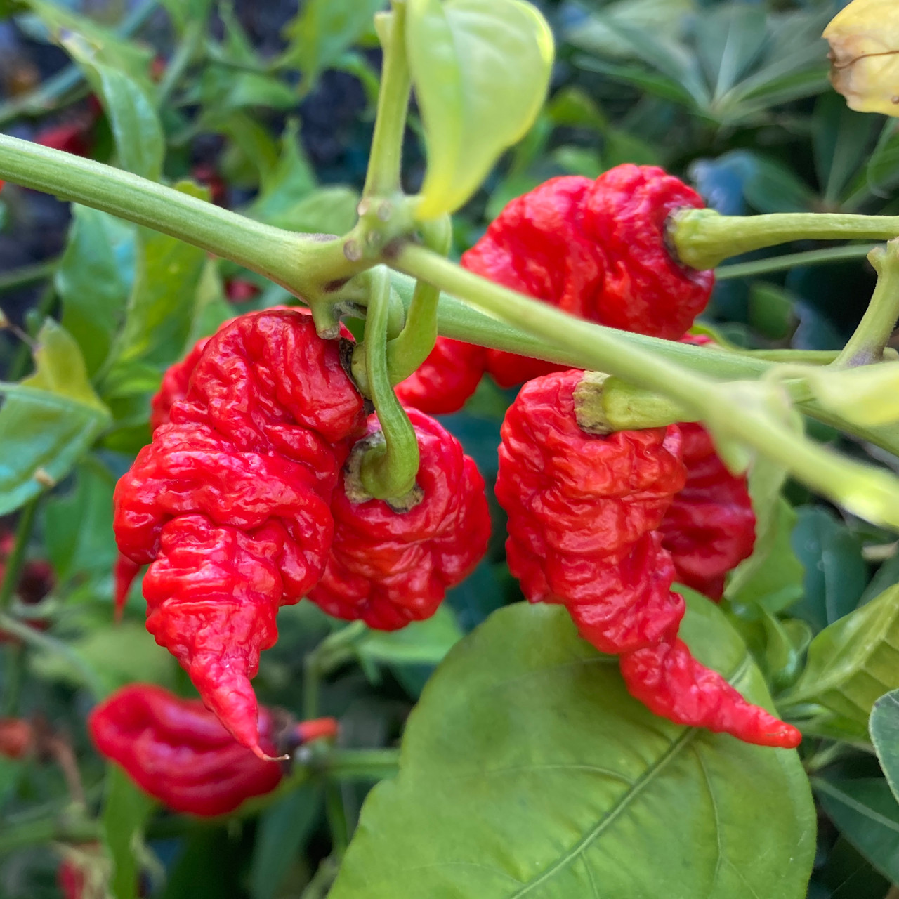Death Spiral Pepper Seeds | Tyler Farms
