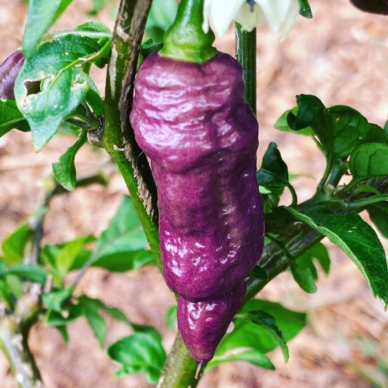 Purple Ghost (Bhut Jolokia) Pepper Live Plant | Tyler Farms