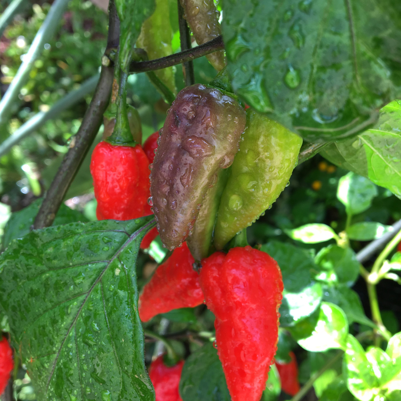 Purple Ghost (Bhut Jolokia) Pepper Live Plant | Tyler Farms