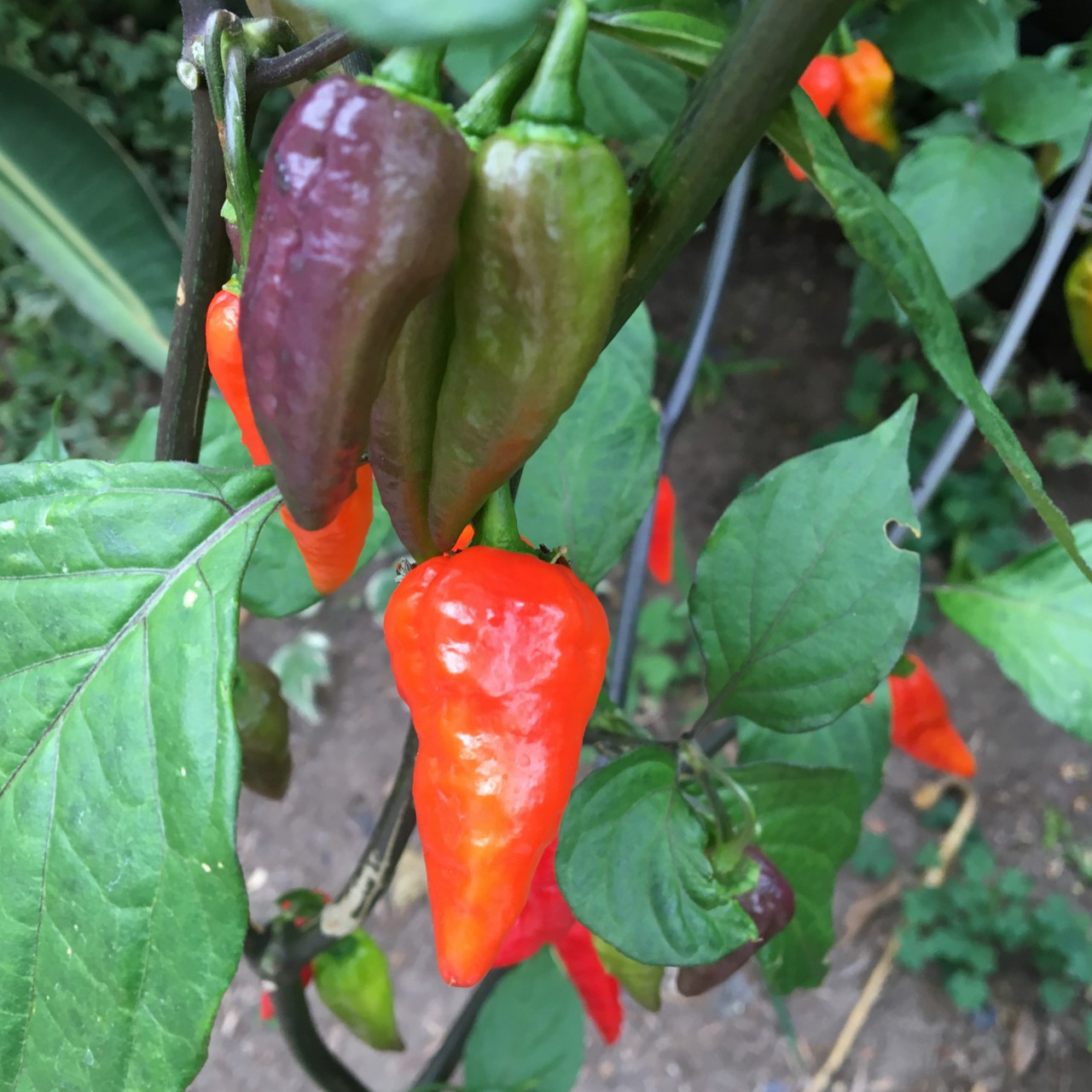 Purple Ghost (Bhut Jolokia) Pepper Live Plant | Tyler Farms