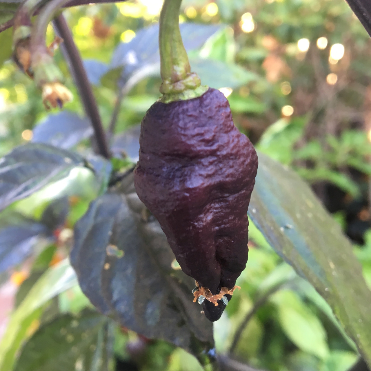 Purple Ghost (Bhut Jolokia) Pepper Live Plant | Tyler Farms