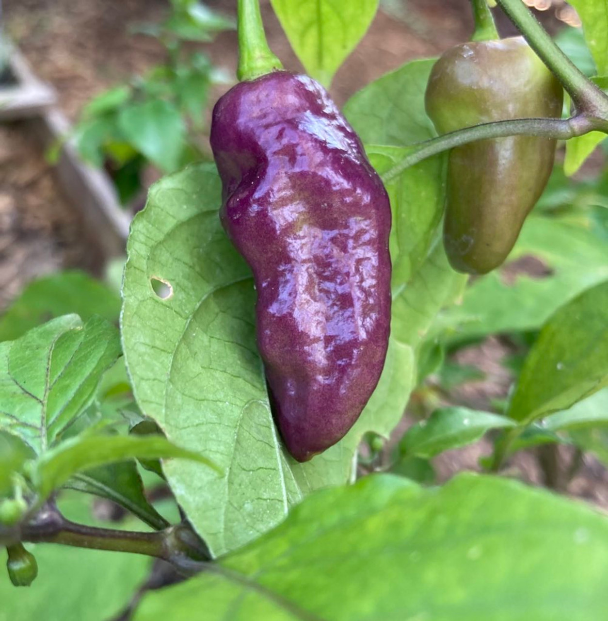 Purple Ghost (Bhut Jolokia) Pepper Live Plant | Tyler Farms