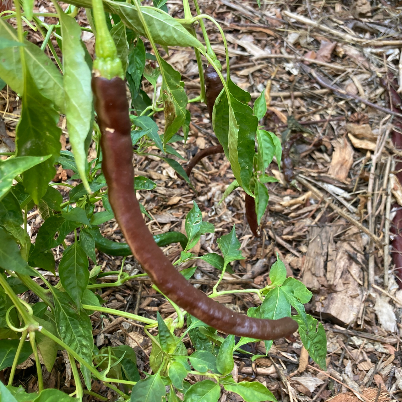 Thunder Cacho Brown Pepper Seeds | Tyler Farms