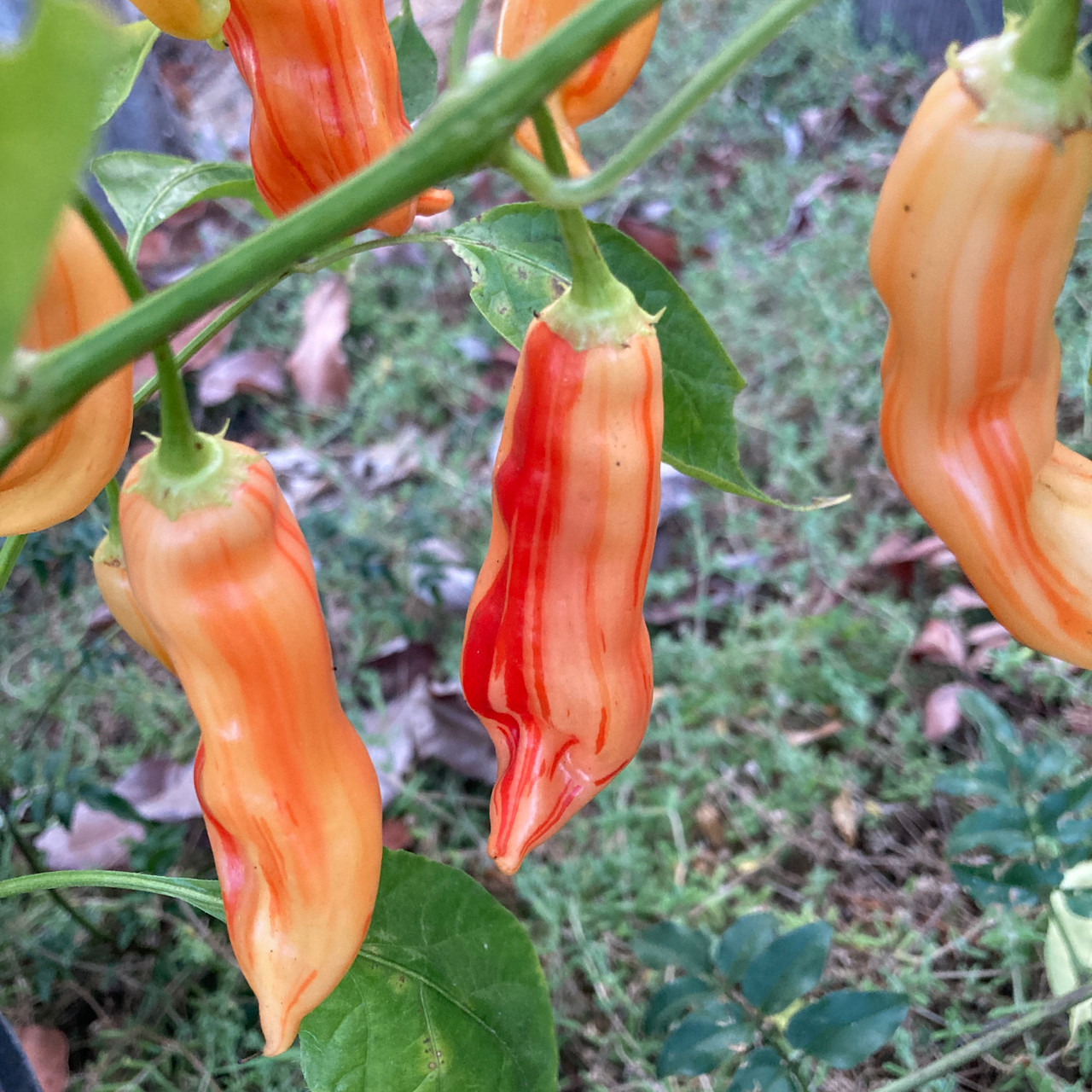 Sugar Rush Stripey Pepper Seeds | Tyler Farms