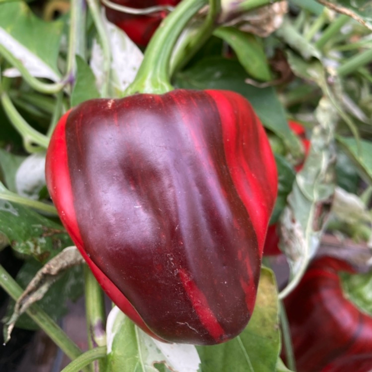 Candy Cane Chocolate Cherry Pepper Seeds | Tyler Farms