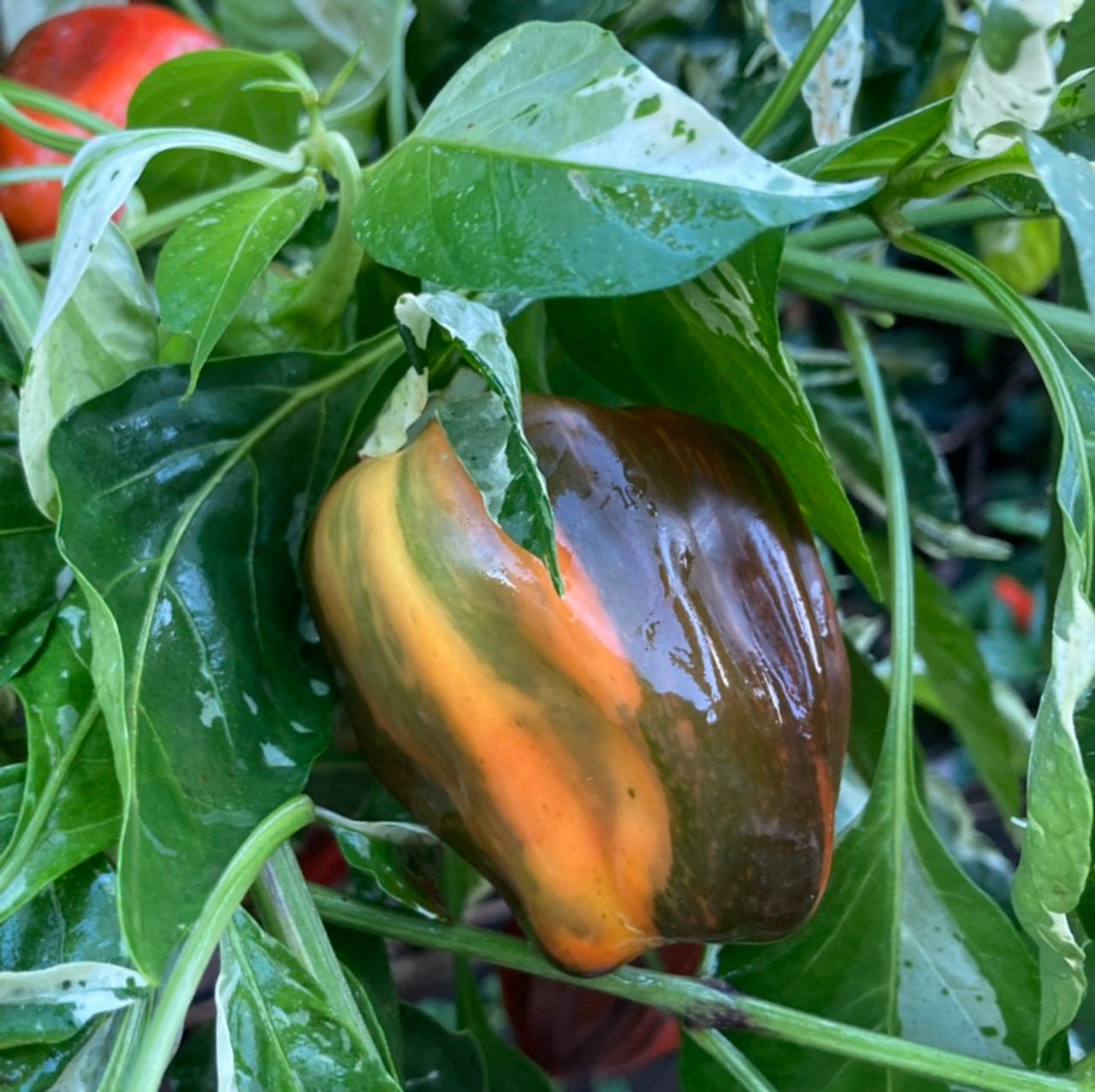 Candy Cane Chocolate Cherry Pepper Seeds Tyler Farms