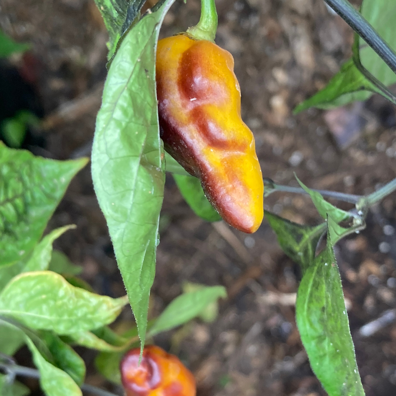 Puma Seeds | Tyler Farms