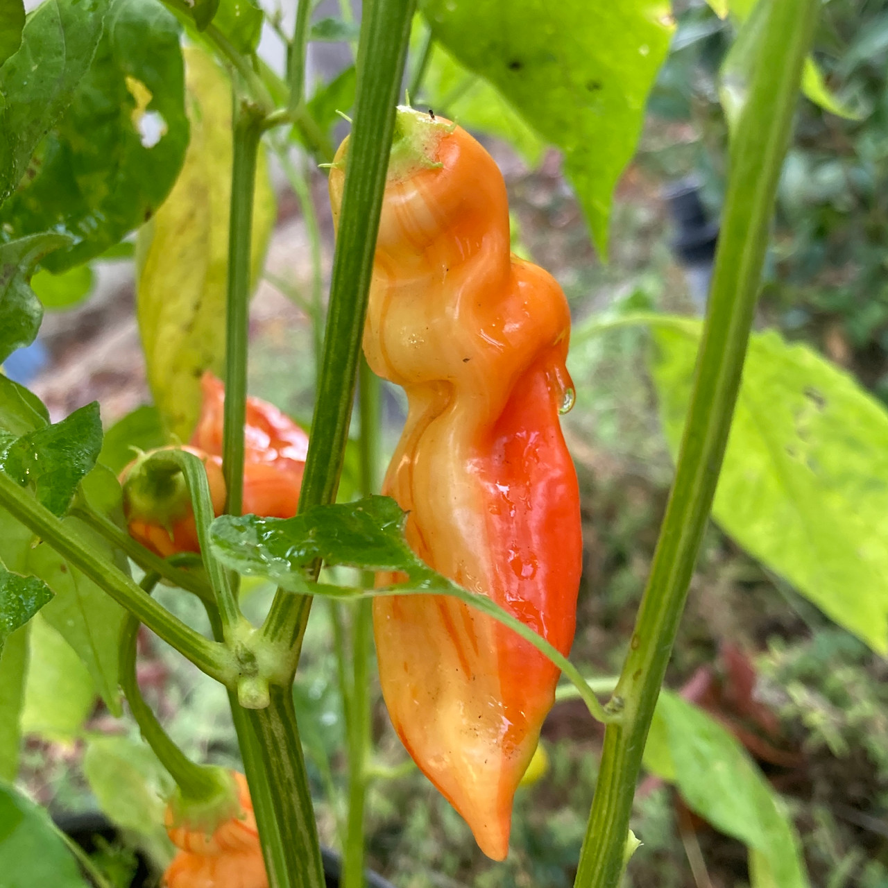 Sugar Rush Stripey Pepper Live Plant | Tyler Farms