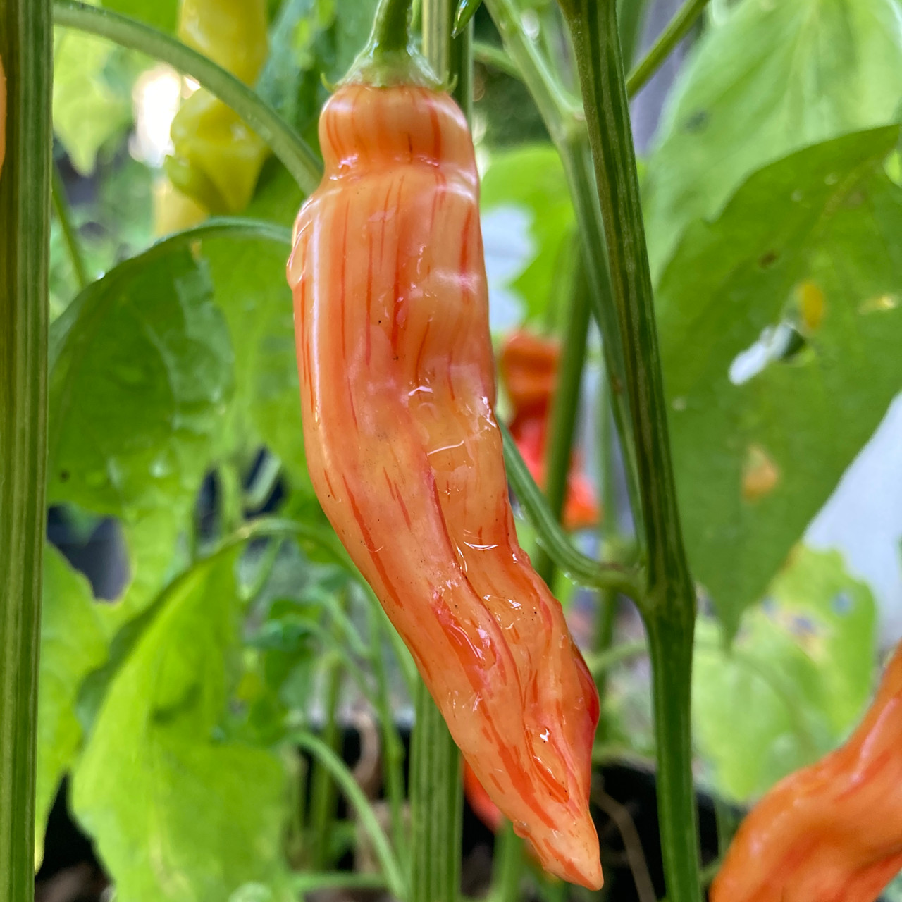 Sugar Rush Stripey Pepper Live Plant | Tyler Farms
