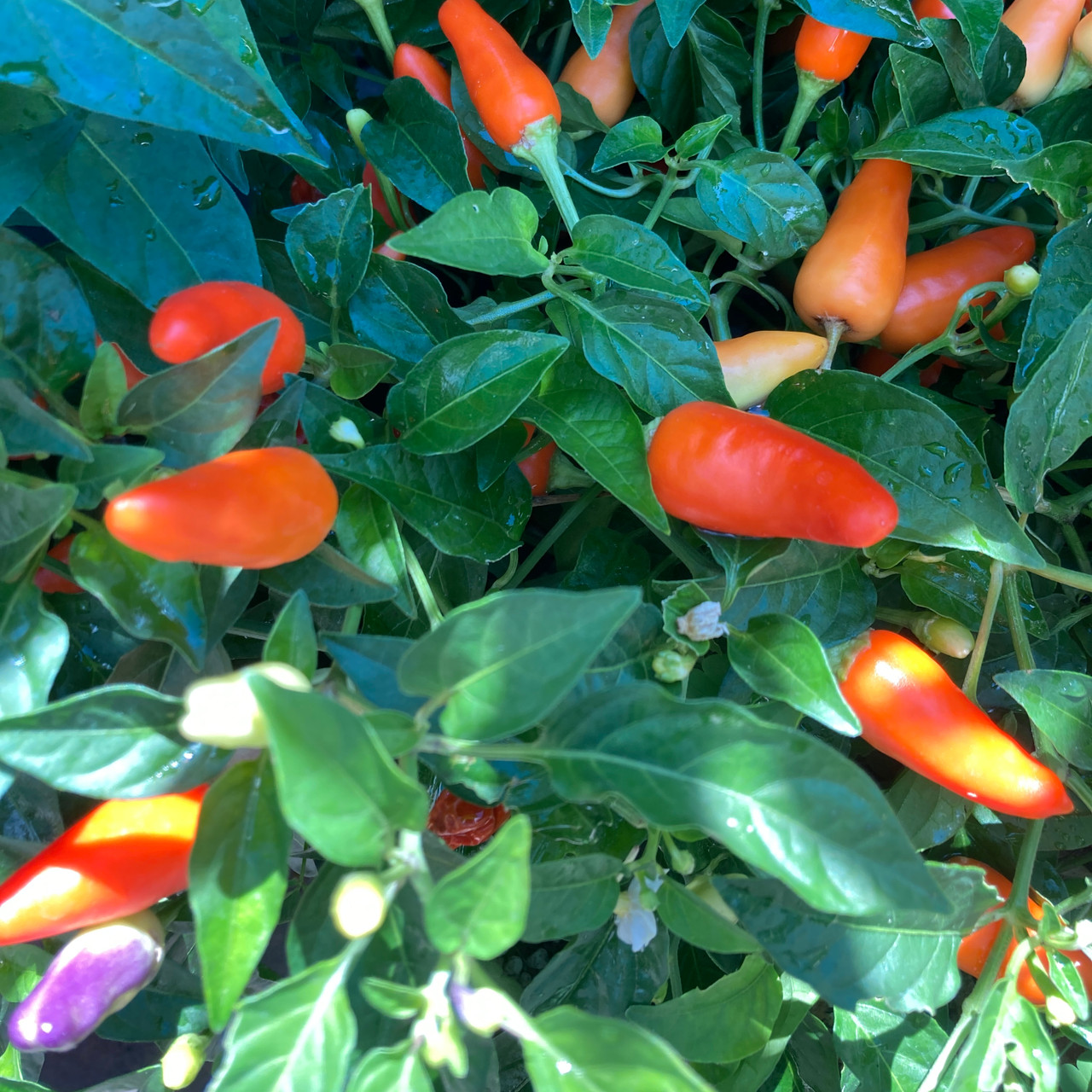 Chinese Five Color Pepper Seeds | Tyler Farms