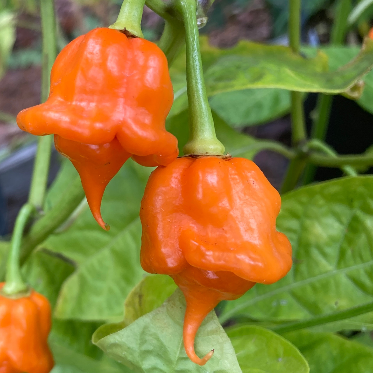 Orange Ripple Pepper Live Plant | Tyler Farms