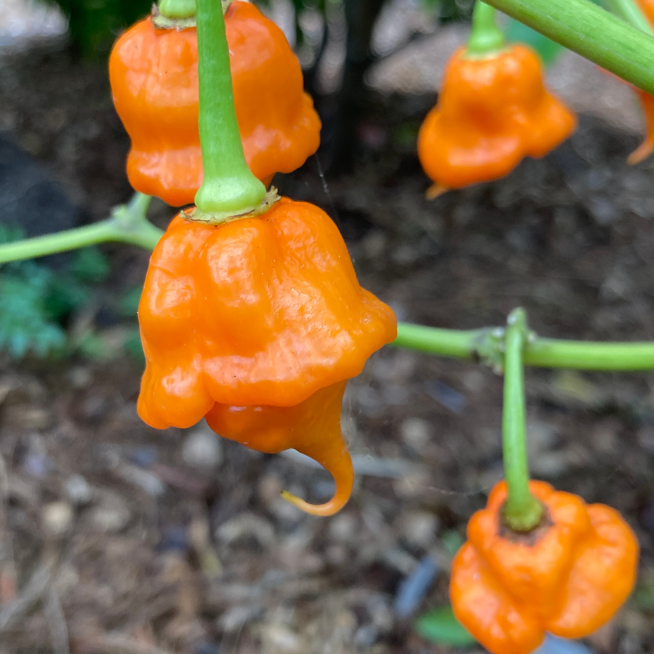 Orange Ripple Pepper Live Plant | Tyler Farms