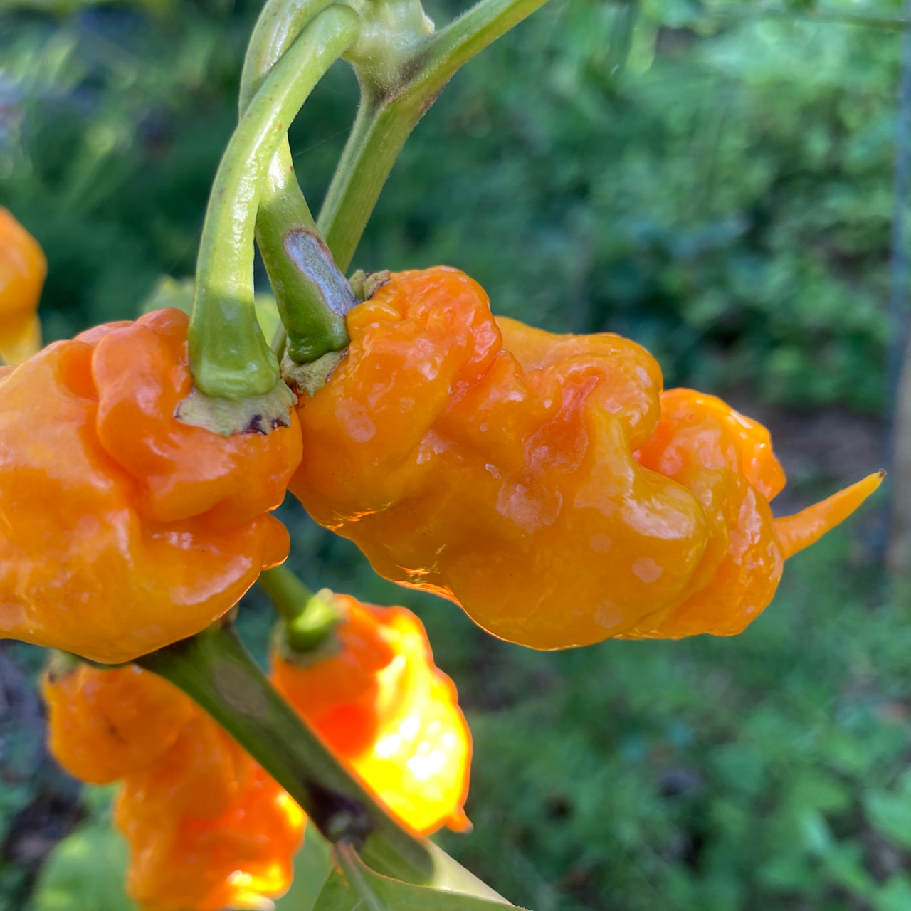 Yellow T-Rex Pepper Live Plant | Tyler Farms