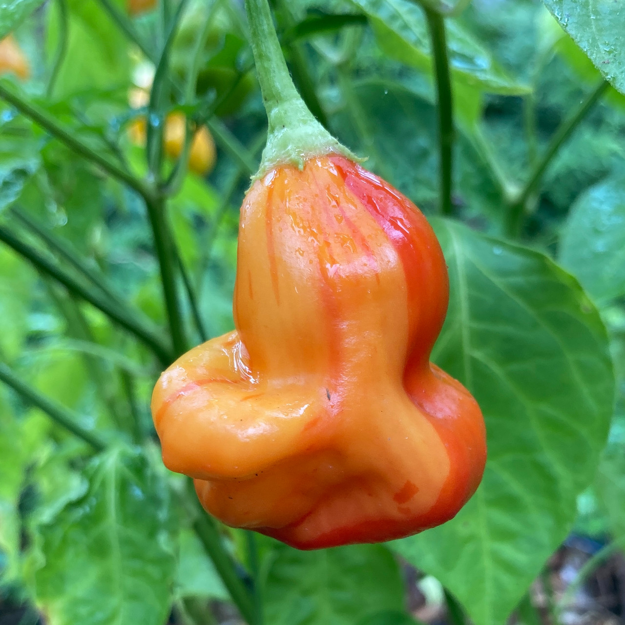 Zebrange Pepper Seeds | Tyler Farms