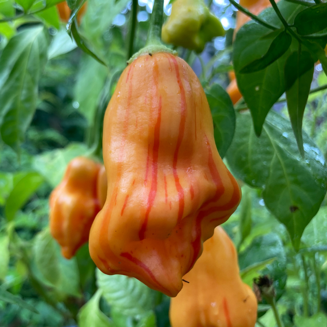 Zebrange Pepper Seeds | Tyler Farms