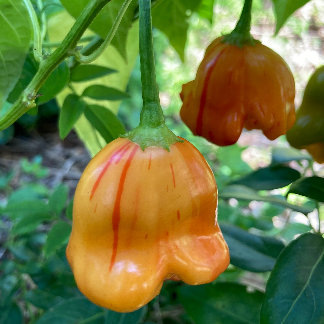 Zebrange Pepper Seeds | Tyler Farms