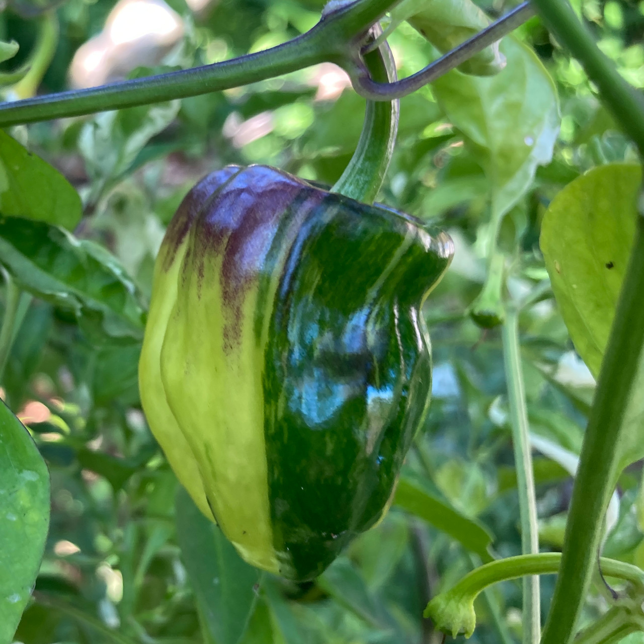 Bryan's Blood Pepper Seeds | Tyler Farms