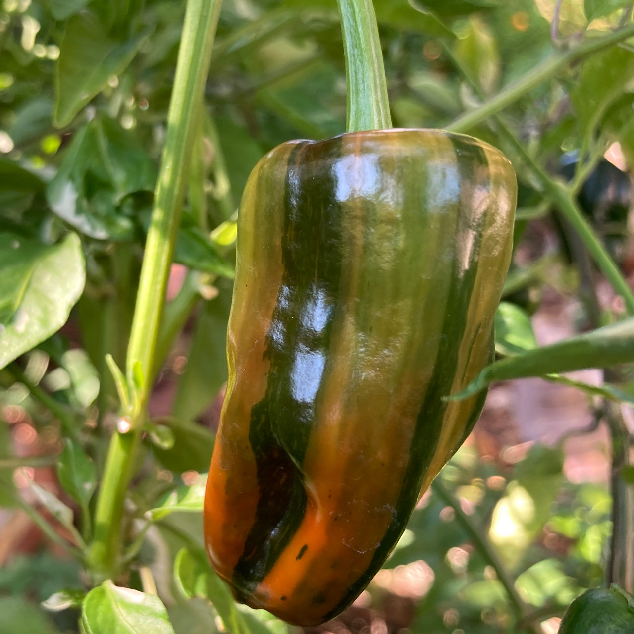 Bryan's Blood Pepper Seeds | Tyler Farms