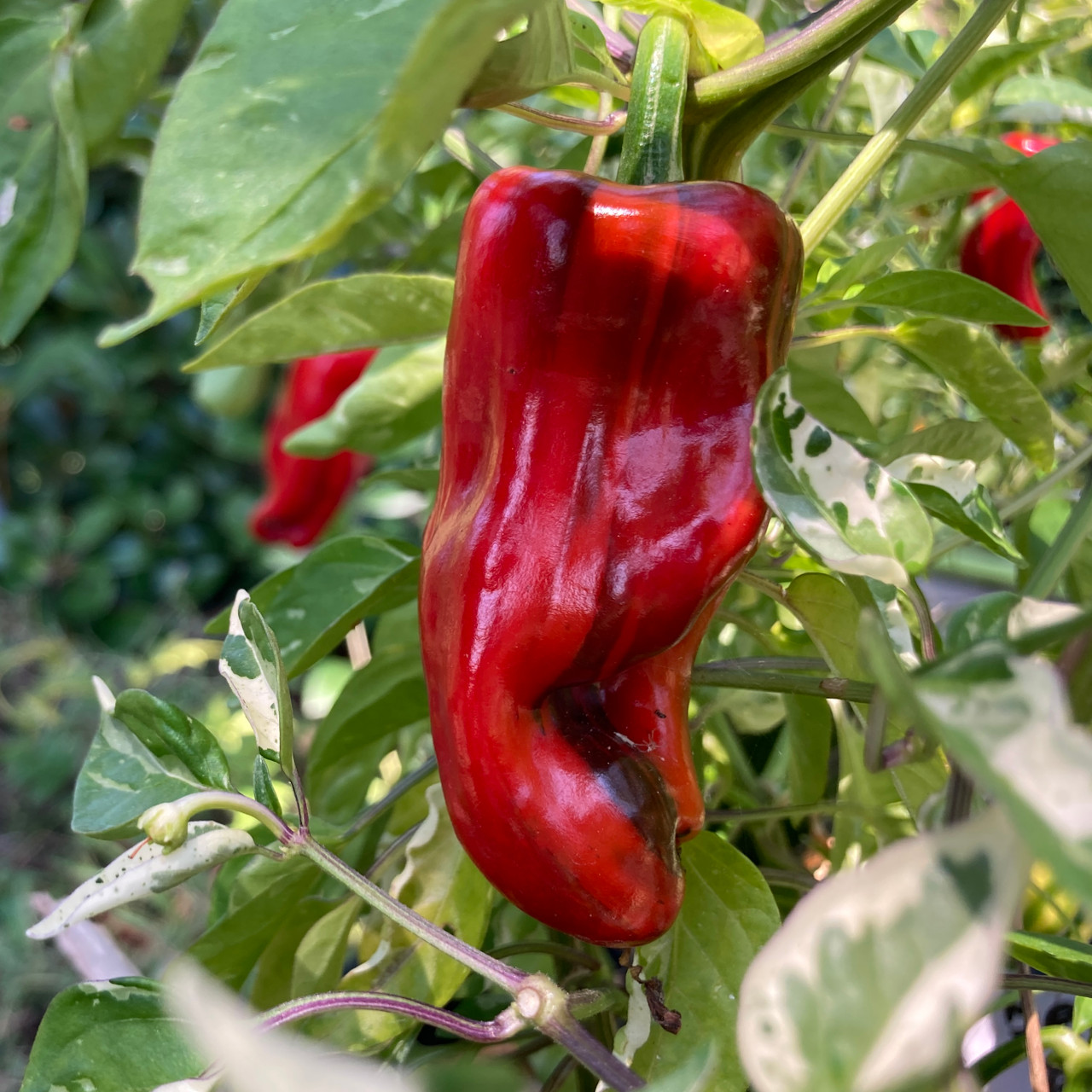 Bryan's Blood Pepper Seeds | Tyler Farms