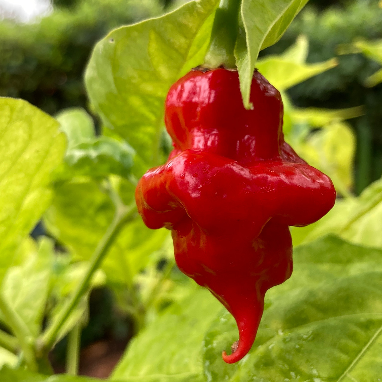 Red Ripple Pepper Seeds | Tyler Farms