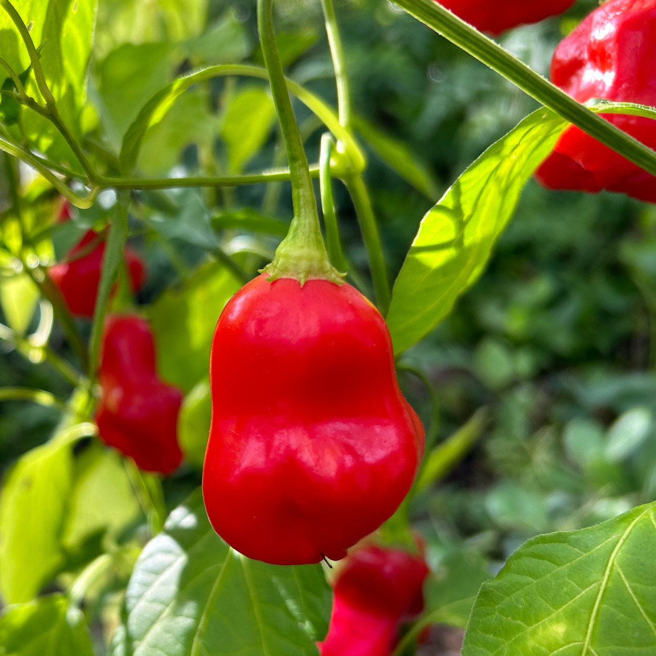 Red Zebrange Pepper Seeds | Tyler Farms