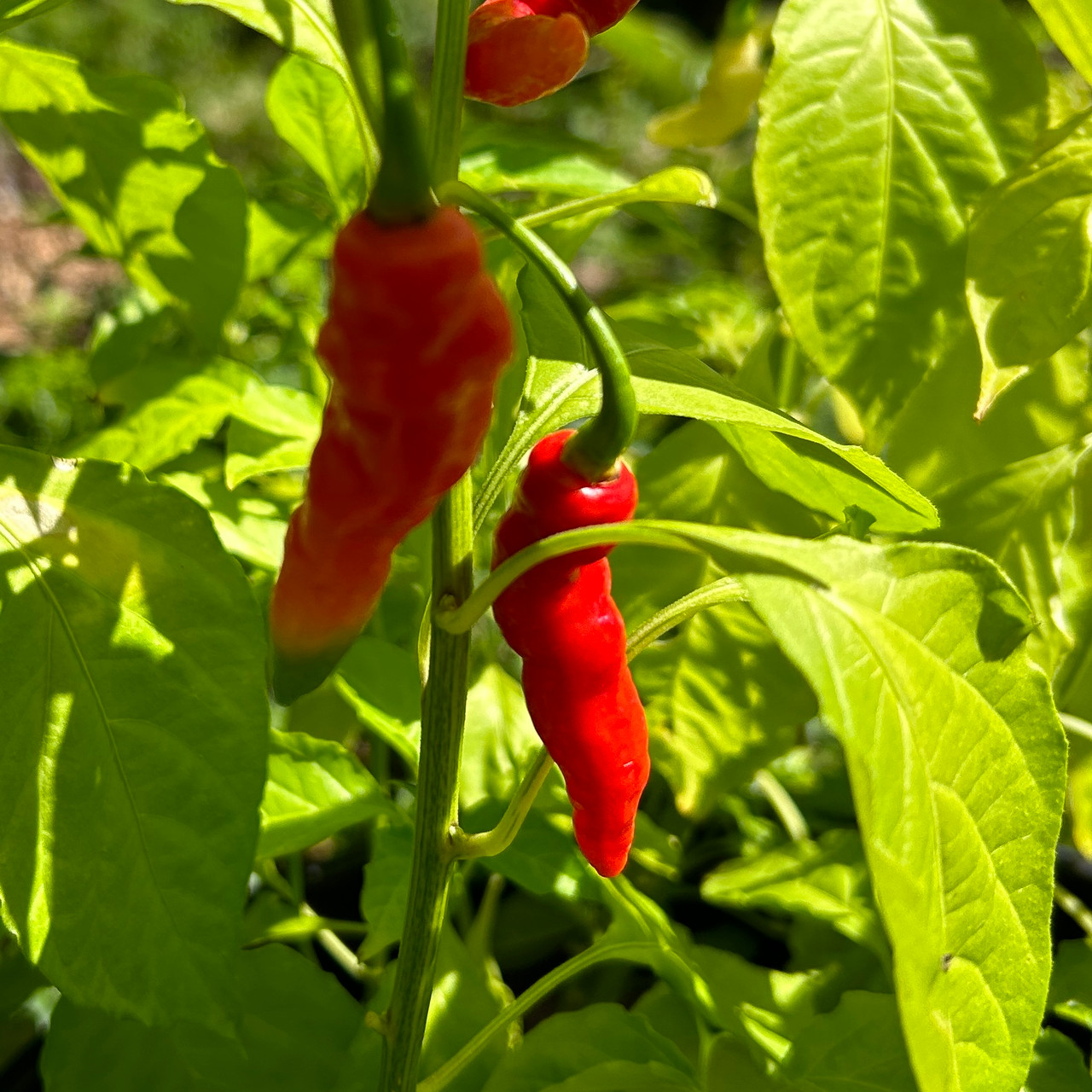 Red Aribibi Gusano Caterpillar Pepper Seeds | Tyler Farms