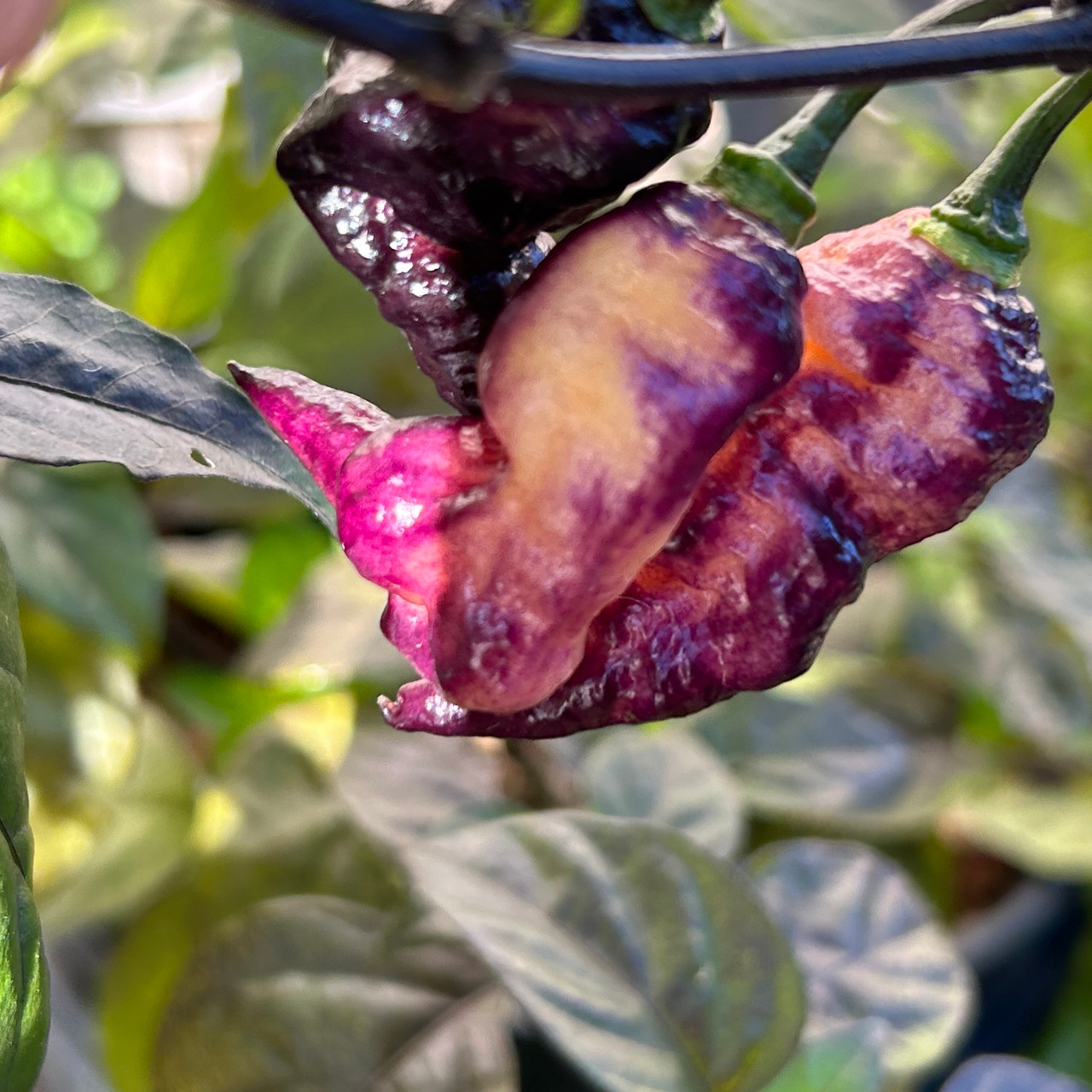 Thor's Thunderbolt Pepper Seeds | Tyler Farms