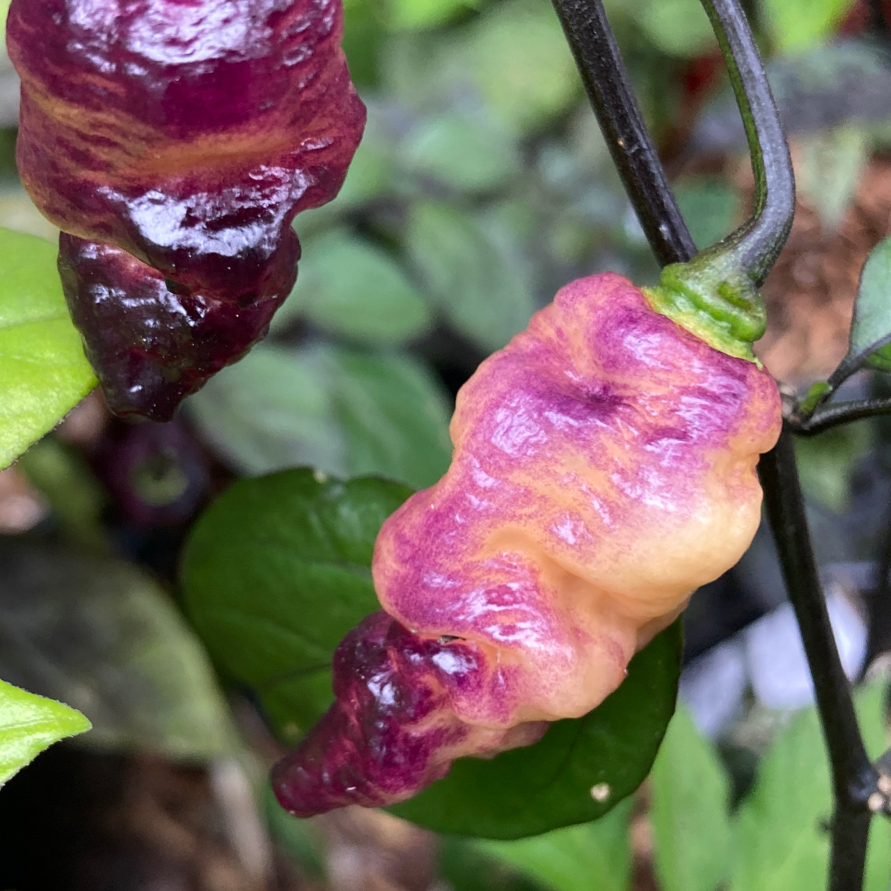 Thor's Thunderbolt Pepper Seeds | Tyler Farms
