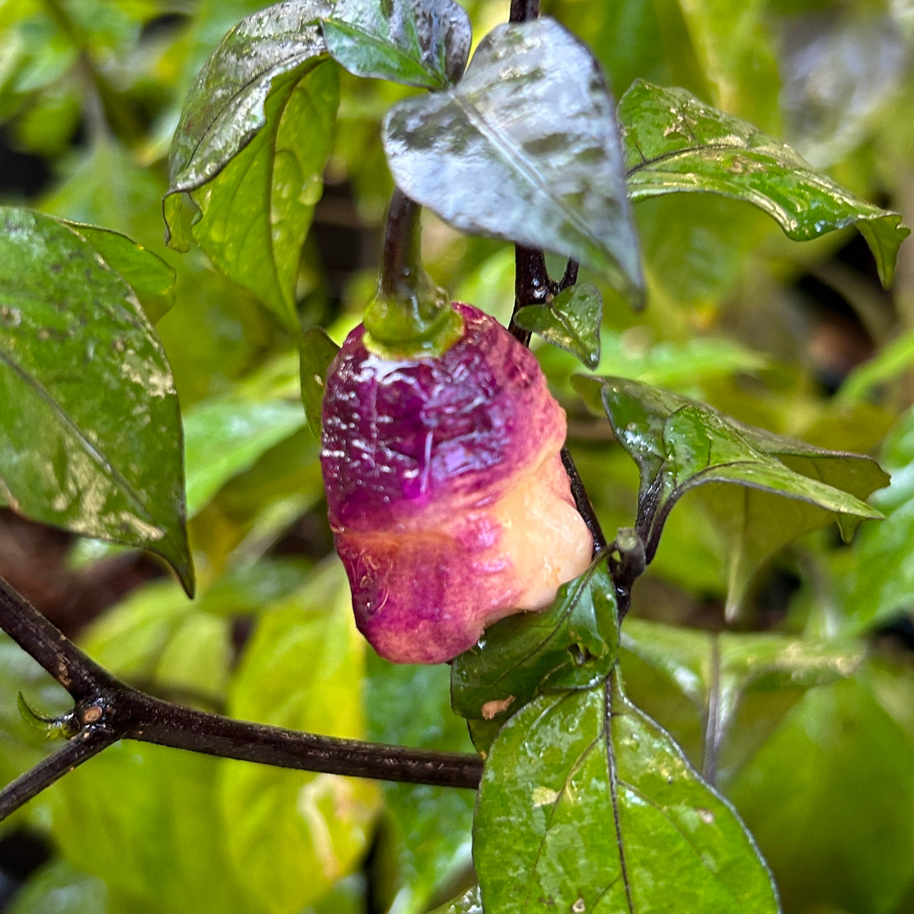 Thor's Thunderbolt Pepper Seeds | Tyler Farms