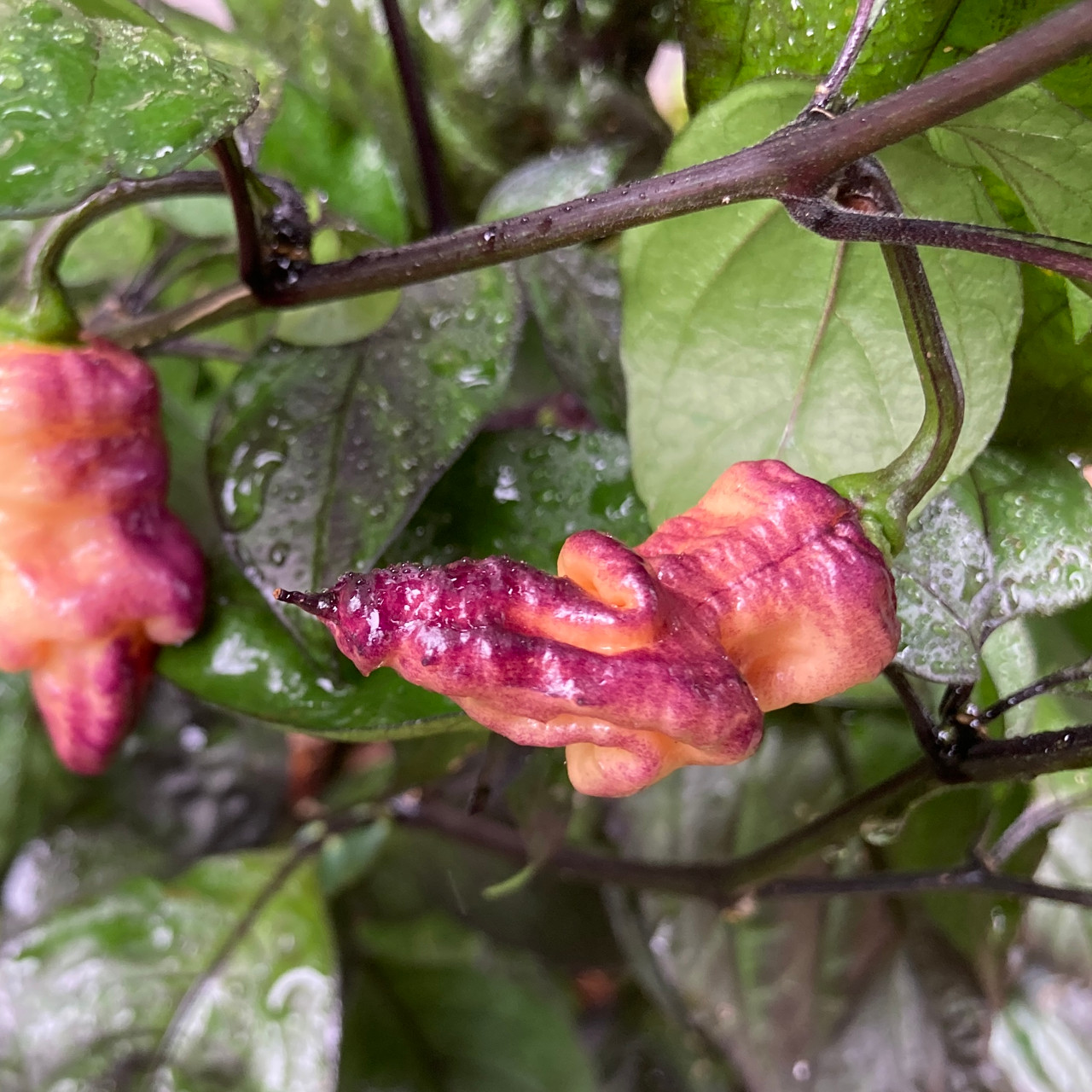 Thor's Thunderbolt Pepper Seeds | Tyler Farms
