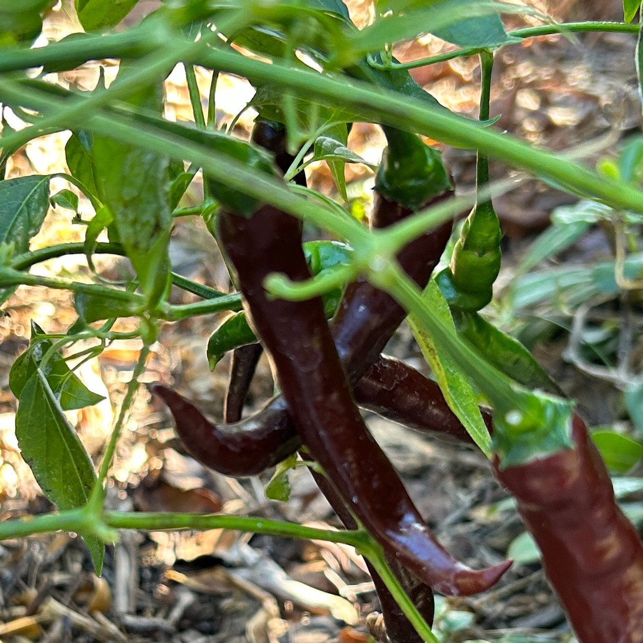 Thunder Chocolate Cayenne Pepper Seeds | Tyler Farms