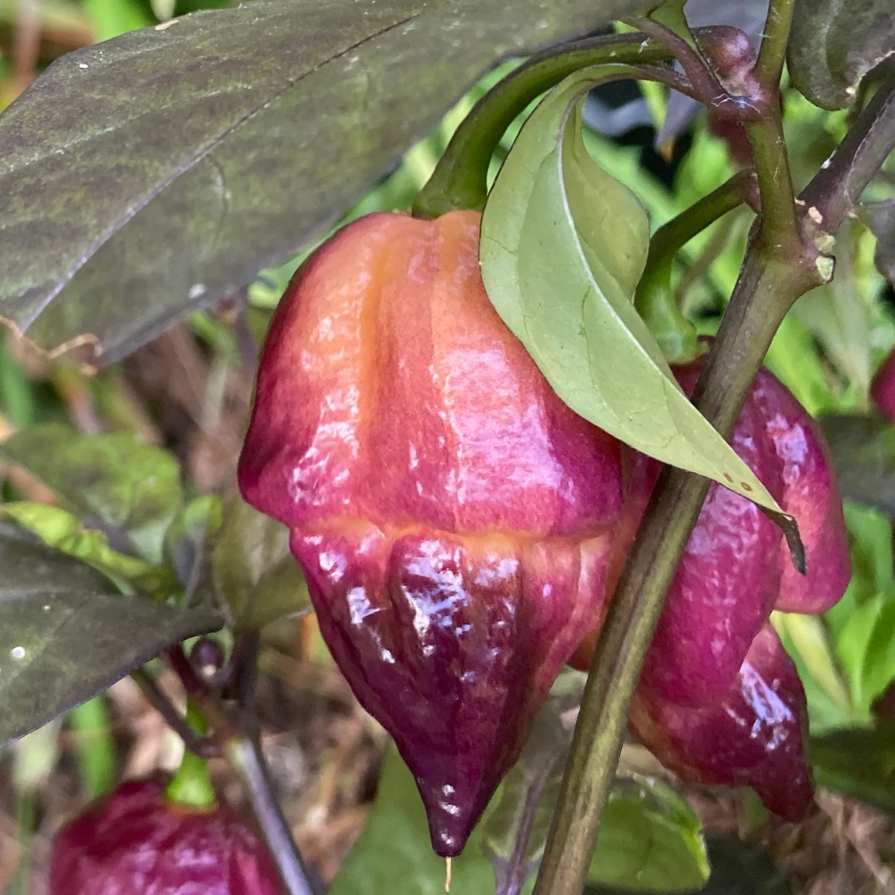 Purple Jellyfish Pepper Seeds | Tyler Farms