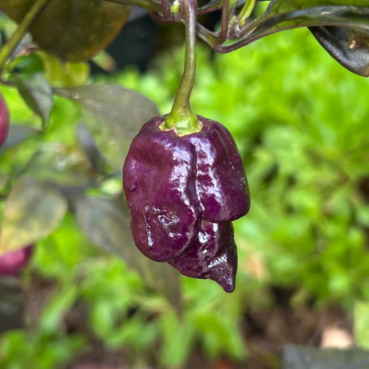 Purple Jellyfish Pepper Seeds | Tyler Farms
