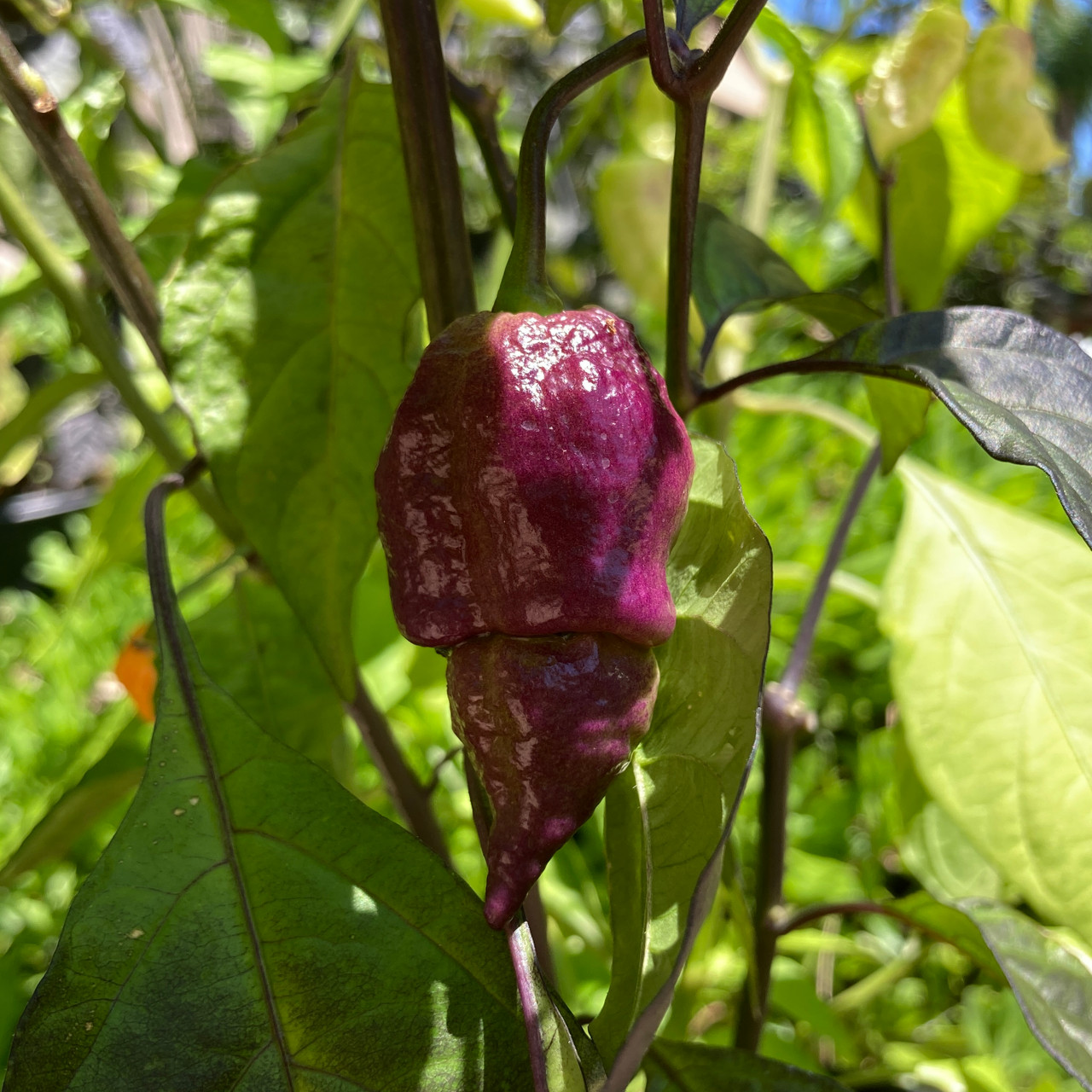 Purple Jellyfish Pepper Seeds | Tyler Farms