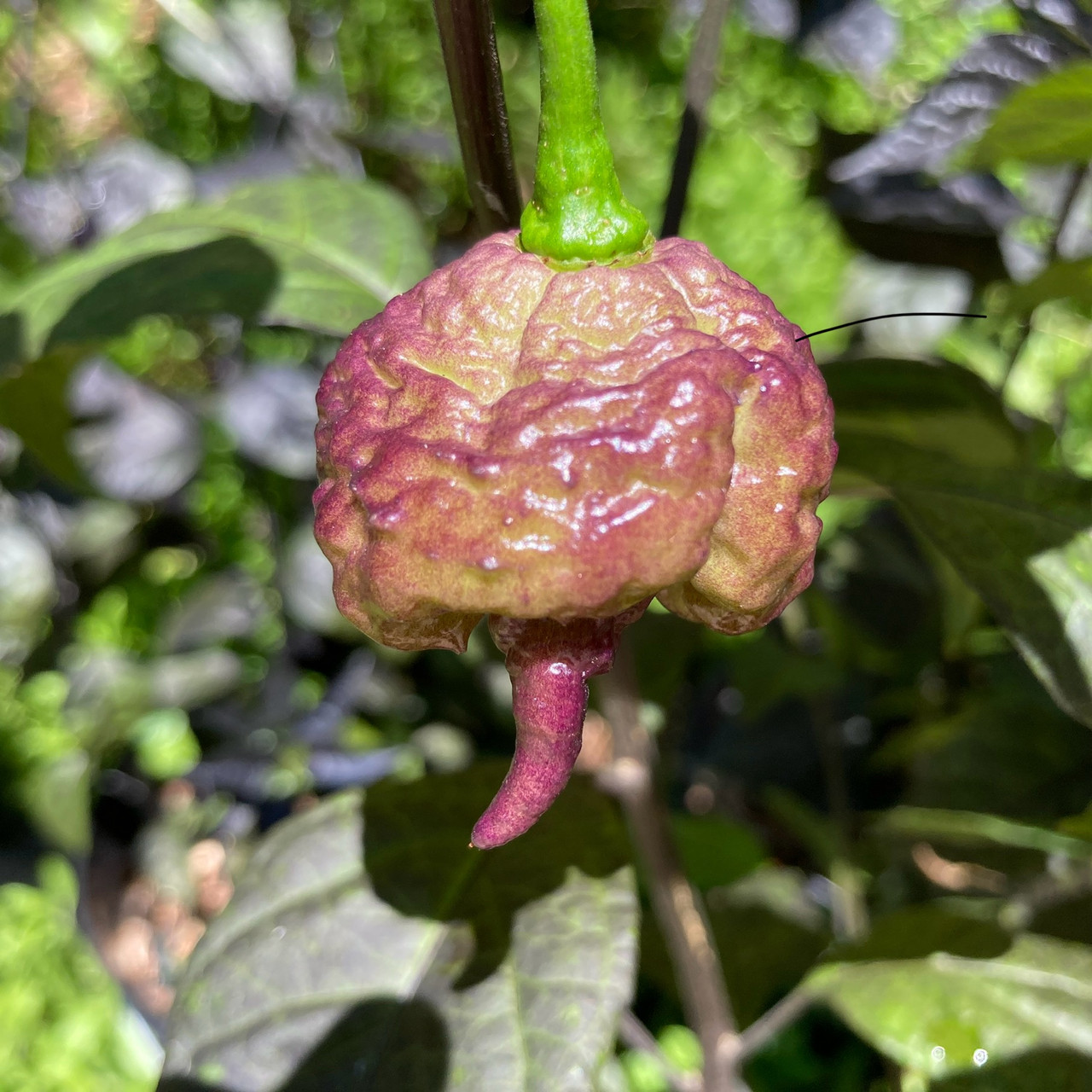 Reaper Sbagliato Purple Peach Pepper Seeds | Tyler Farms