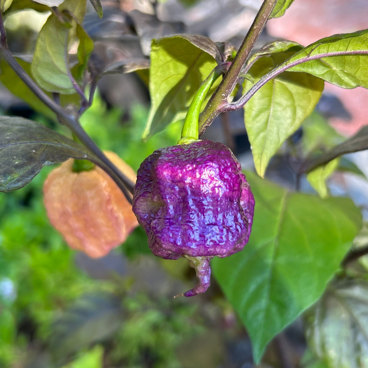 Reaper Sbagliato Purple Peach Pepper Seeds | Tyler Farms