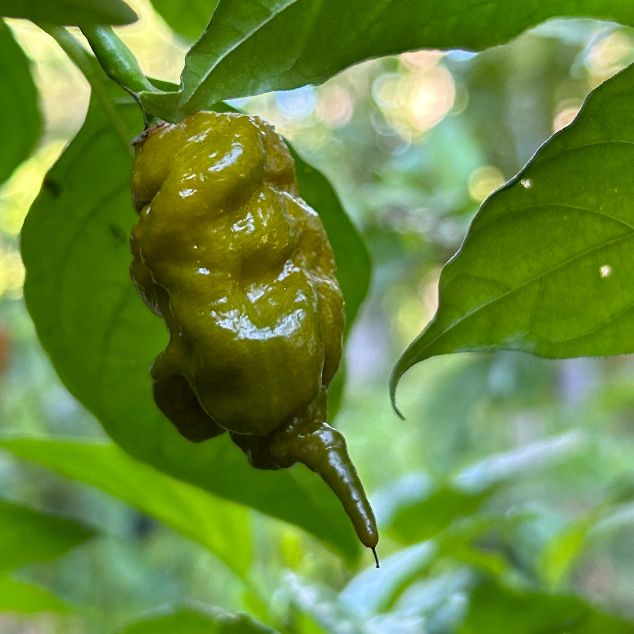 Golden Primotalii Pepper Seeds | Tyler Farms