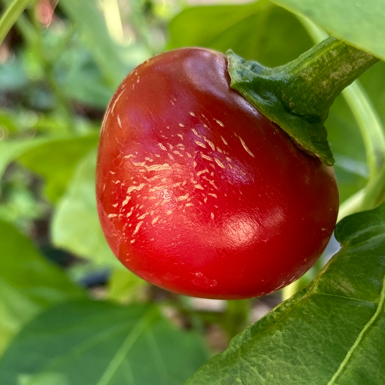 Pimiento (Pimento) Pepper Seeds | Tyler Farms