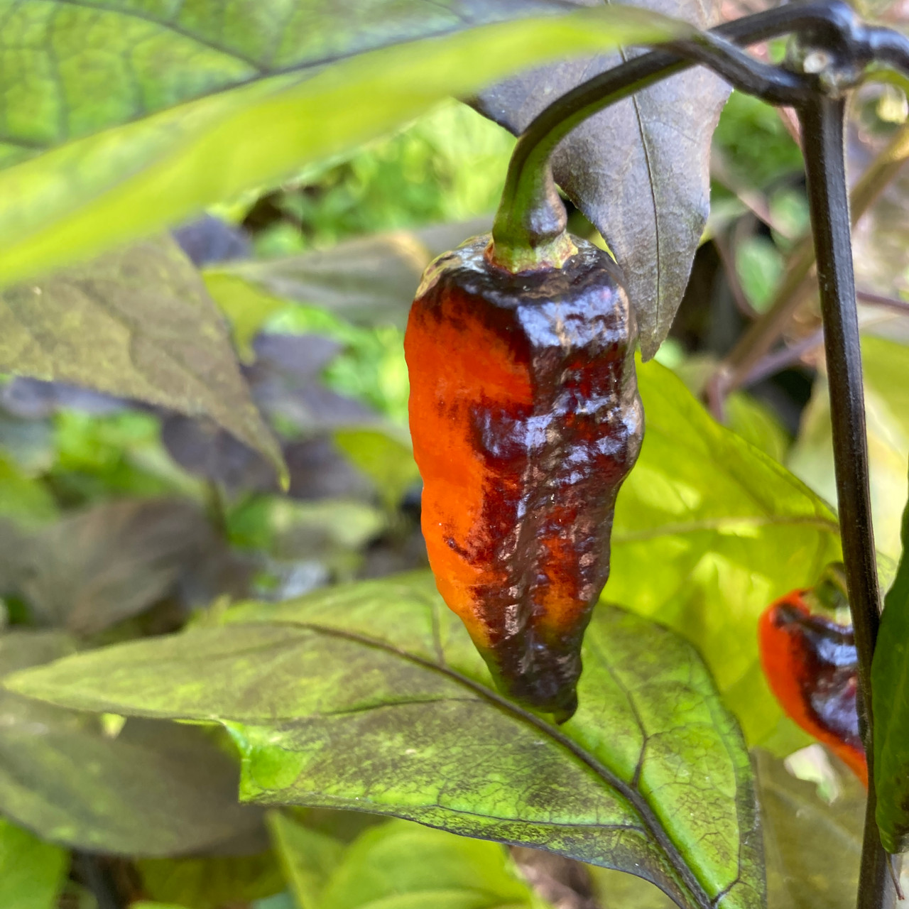 Hallows Eve Pepper Live Plant | Tyler Farms
