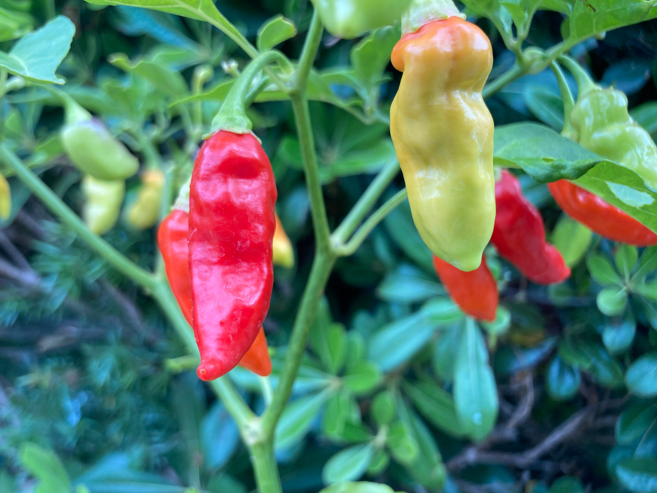 Tabanero Pepper Live Plant | Tyler Farms