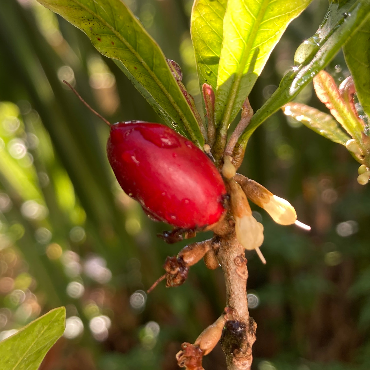 Miracle Fruit Live Plant | Tyler Farms