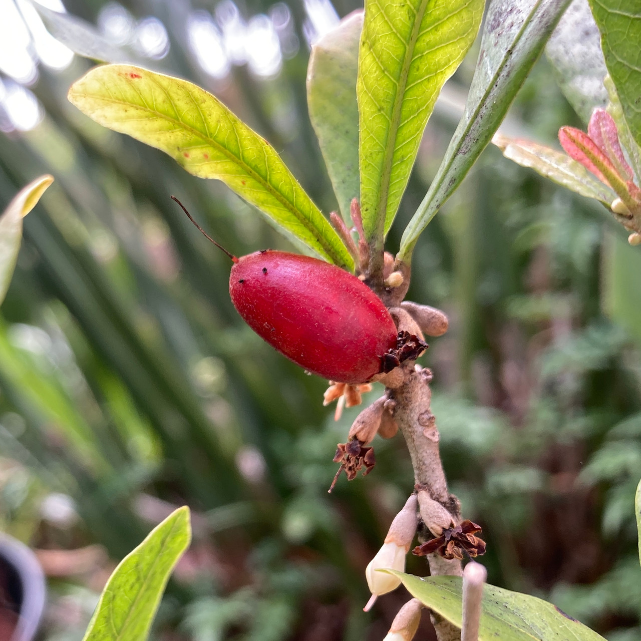 Miracle Fruit Live Plant | Tyler Farms