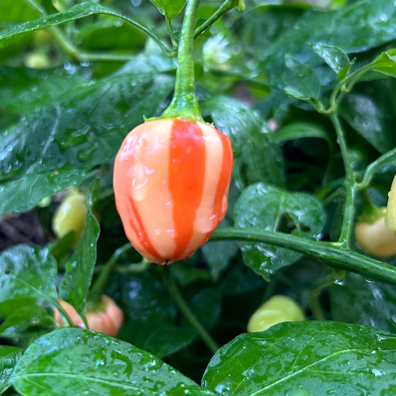 Peppapeach Stripey Pepper Seeds | Tyler Farms