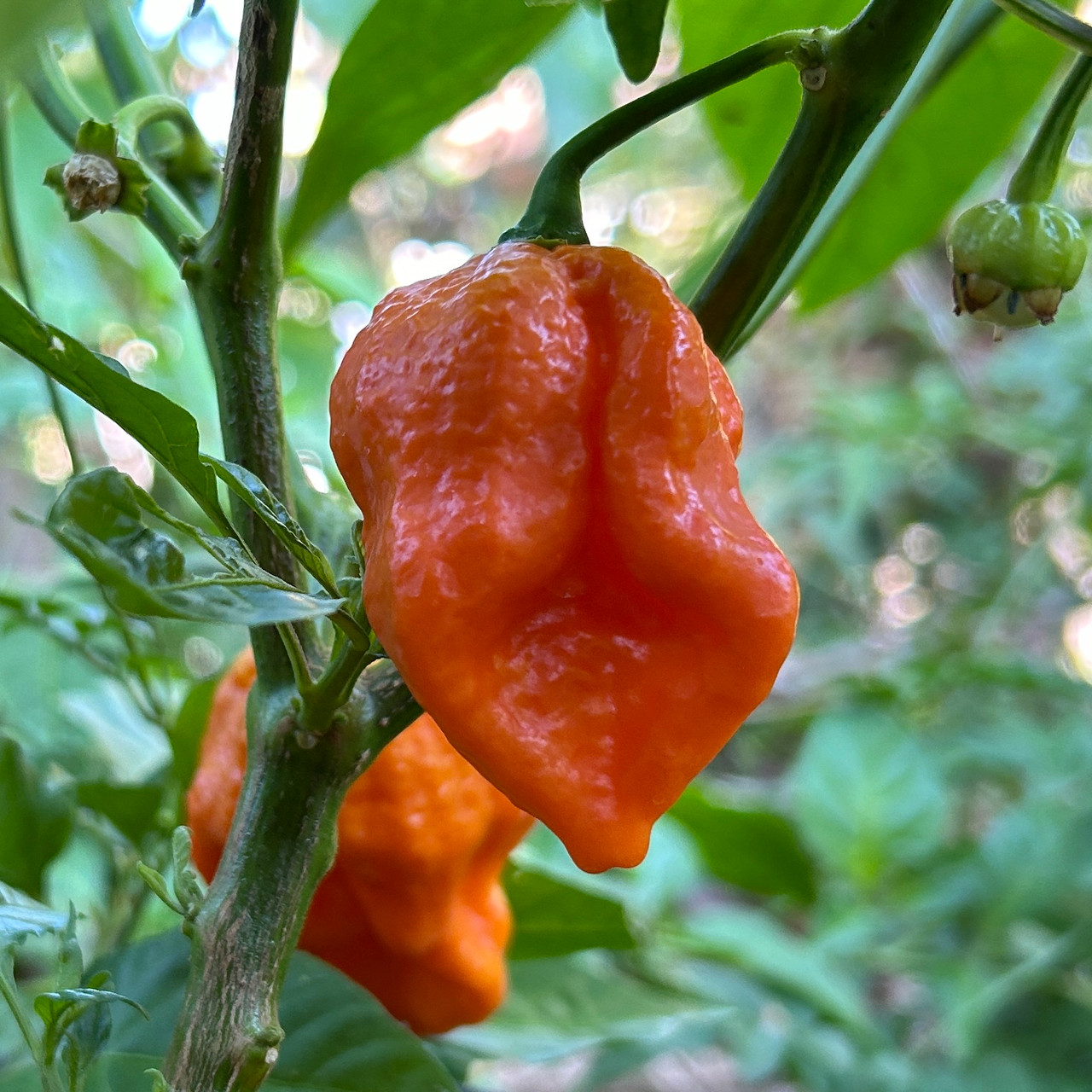 Orange 7 Pot Pepper Seeds | Tyler Farms