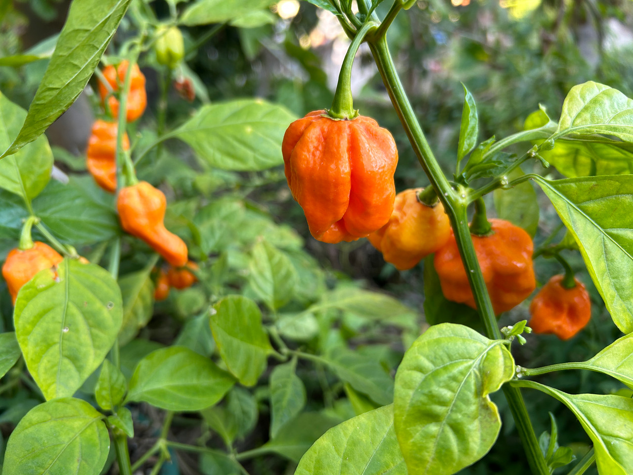 Orange 7 Pot Pepper Seeds | Tyler Farms